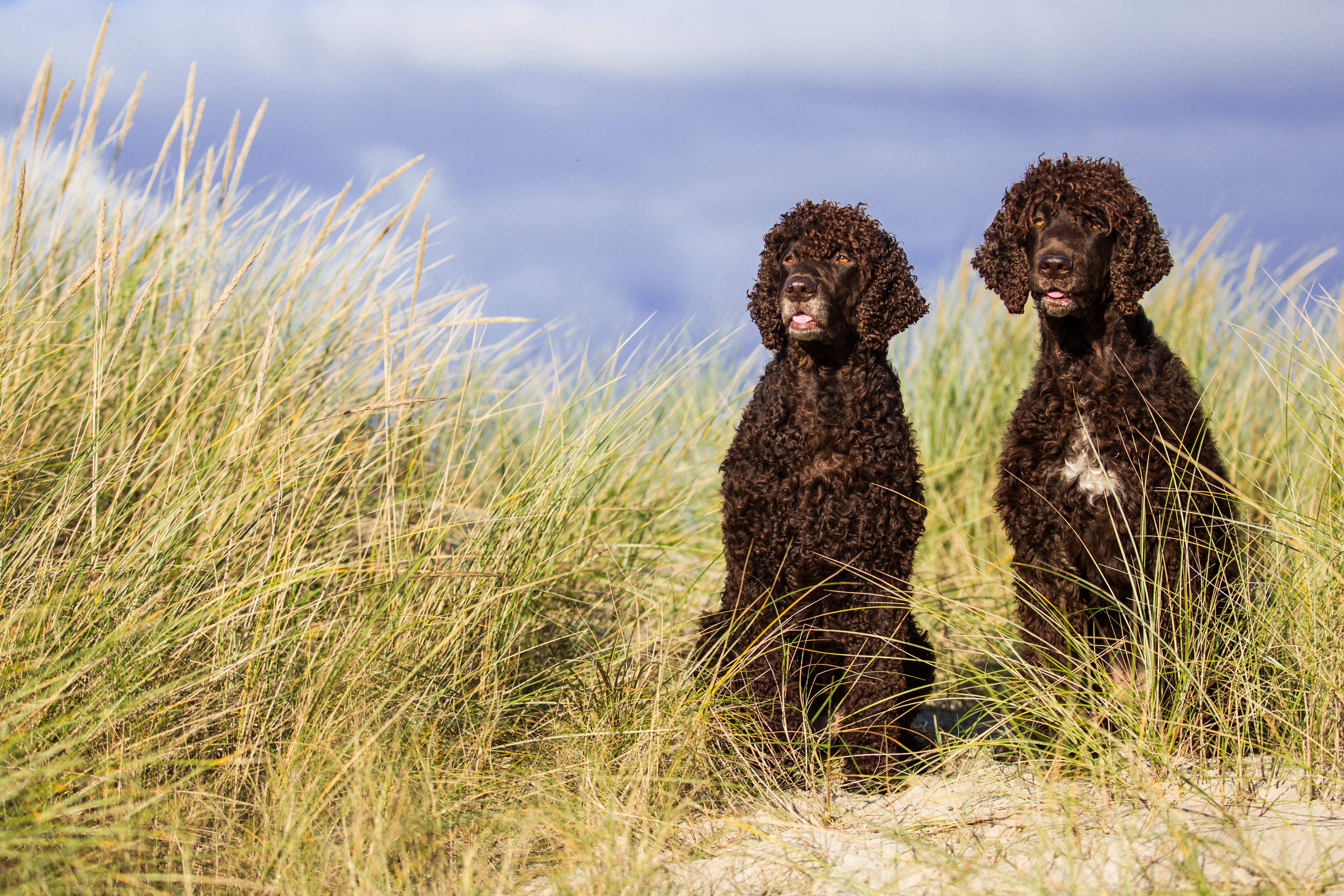 Kennel The Water Spaniel
